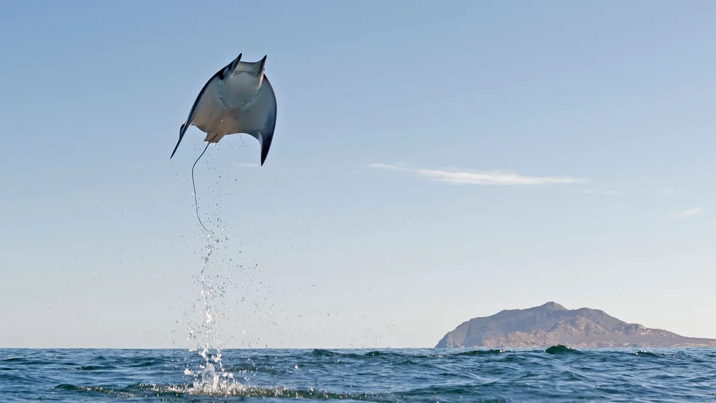 15+ Flying Creatures That Aren't Birds - The Farrier Guide